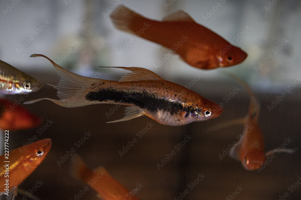 Xiphophorus hellerii (swordtail), a species of freshwater fish in ...