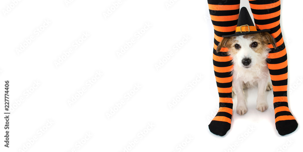 Dogs Wearing Tights