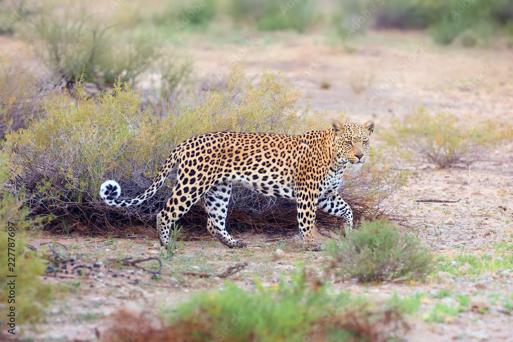 The African leopard (Panthera pardus pardus) walks early in the morning ...