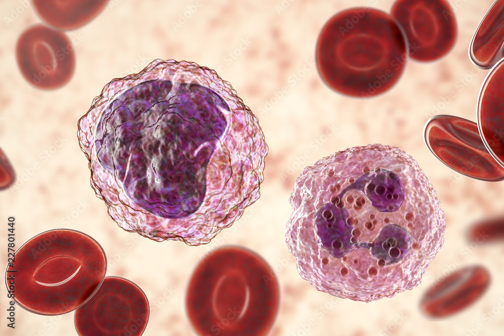 Monocyte (left) and neutrophil (right) surrounded by red blood cells ...
