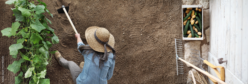 woman farmer working with hoe in vegetable garden, hoeing the soil near ...