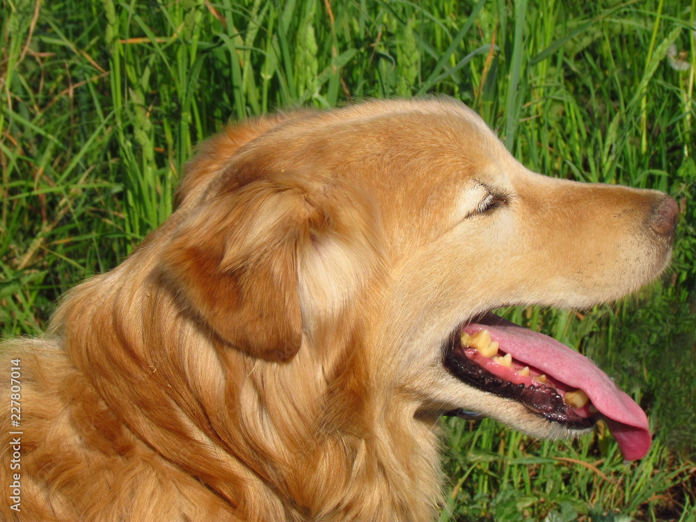 Golden Retriever Head Profile