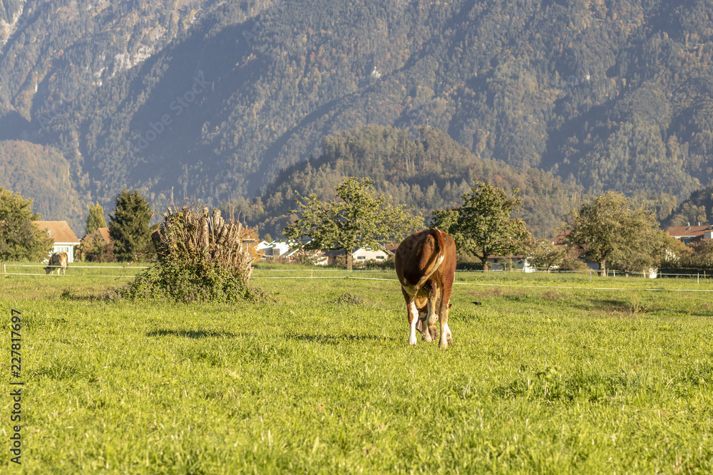Kuh von hinten auf Weide in Gsteigwiler im Berner Oberland Schweiz ...