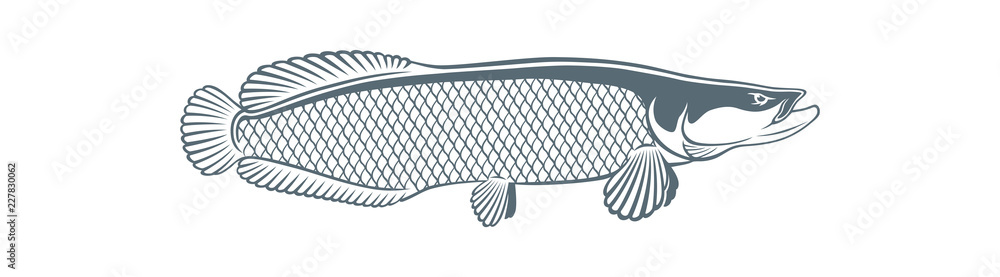 arapaima fish Stock Vector | Adobe Stock