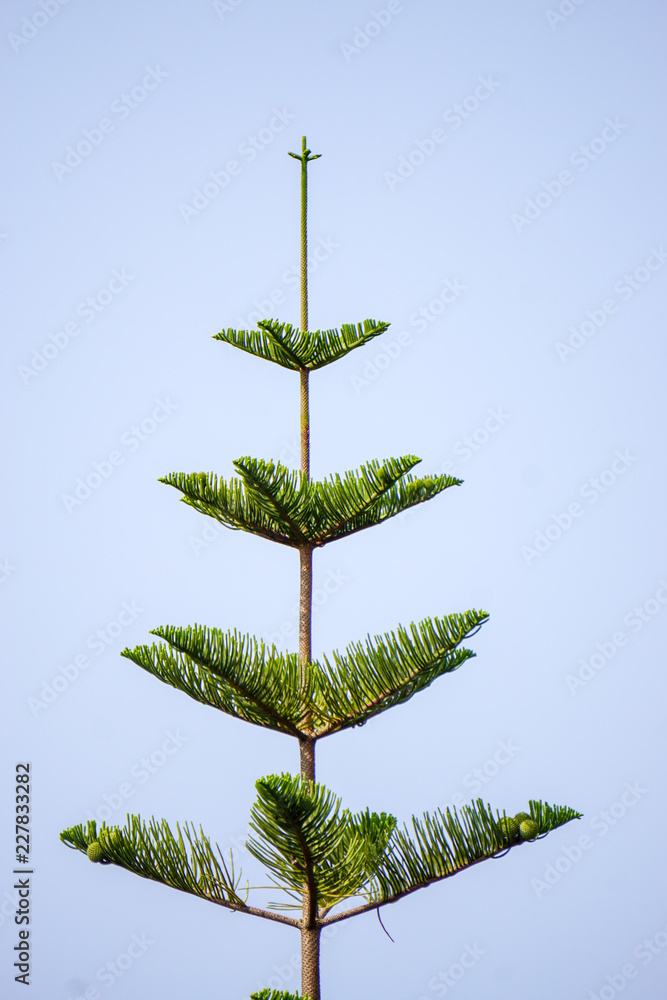 Jardin botanique - Araucaria excelsa, Pin de Norfolk 3 - Madère foto de ...