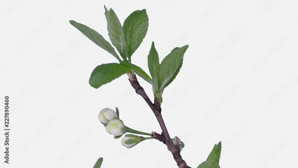 Time-lapse of blooming plum tree branch 17e1w in PNG+ format with ALPHA ...