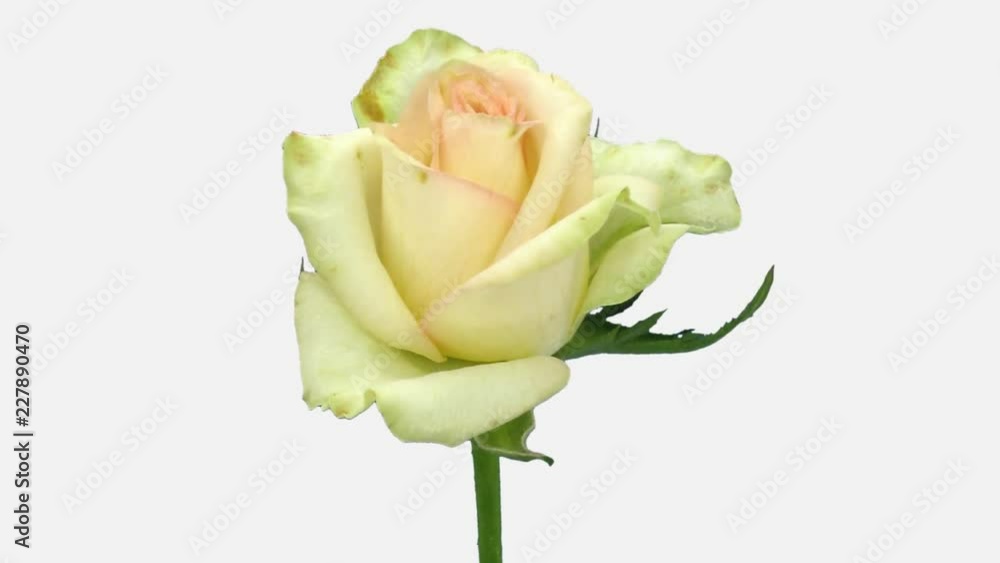 Vidéo Stock Time-lapse of dying white pink rose 1d1w in PNG+ format ...