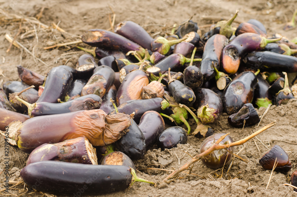 rotten spoiled eggplant vegetables lie on the field. poor harvest ...