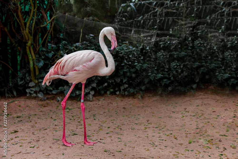Flamingo The pink bird represents the summer. Flamingo a water bird ...