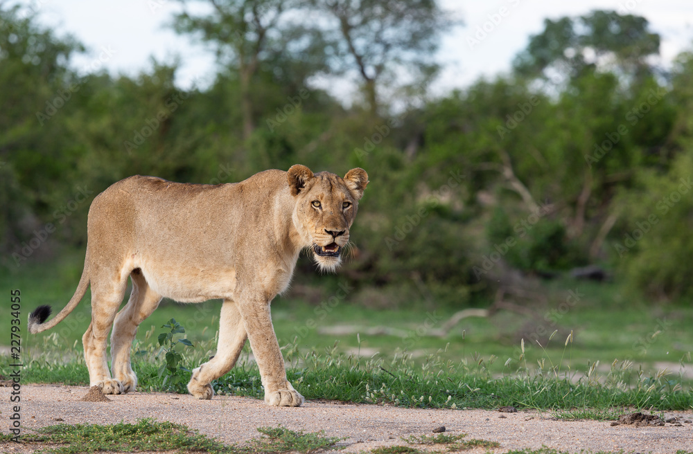 Lions in their natural habitat - captured in the Greater Kruger ...