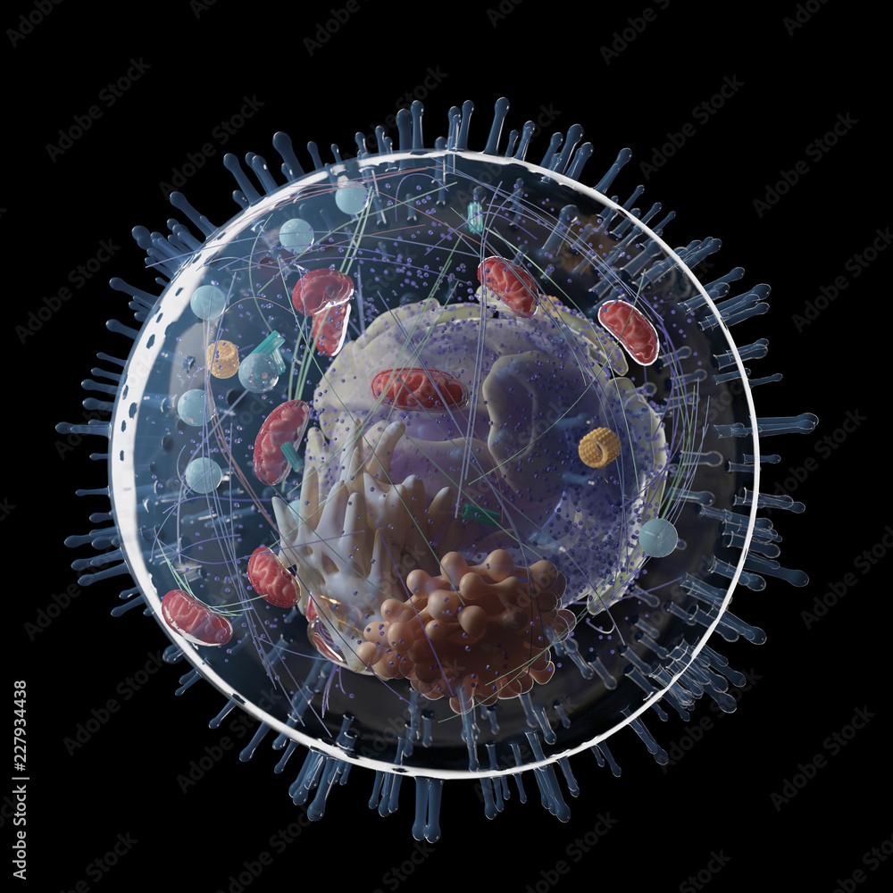 3d rendered medically accurate illustration of a human cell Stock ...