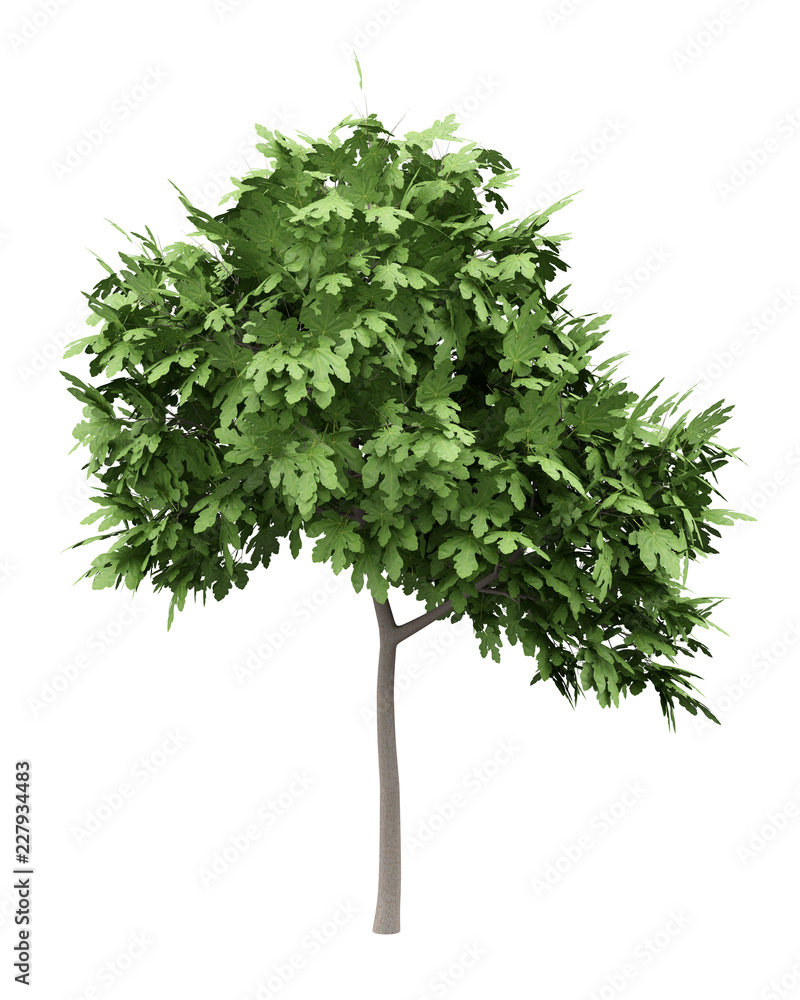 common fig tree isolated on white background Stock Photo | Adobe Stock