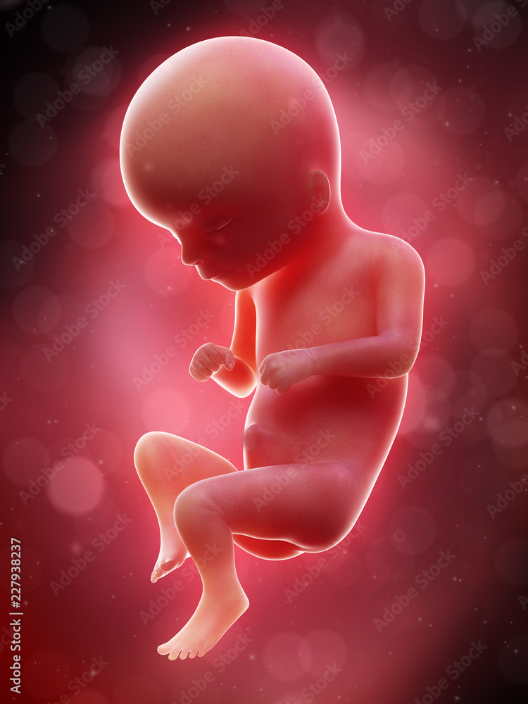 Human Fetus 16 Weeks