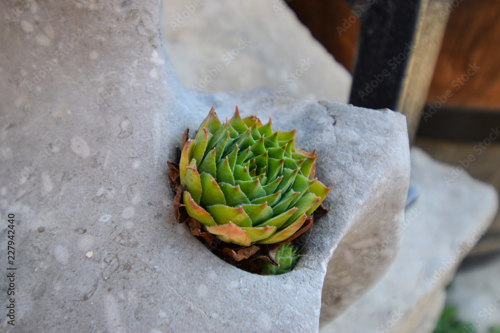 Hum (Colmo; Cholm) is a medieval town in the central part of Istria ...
