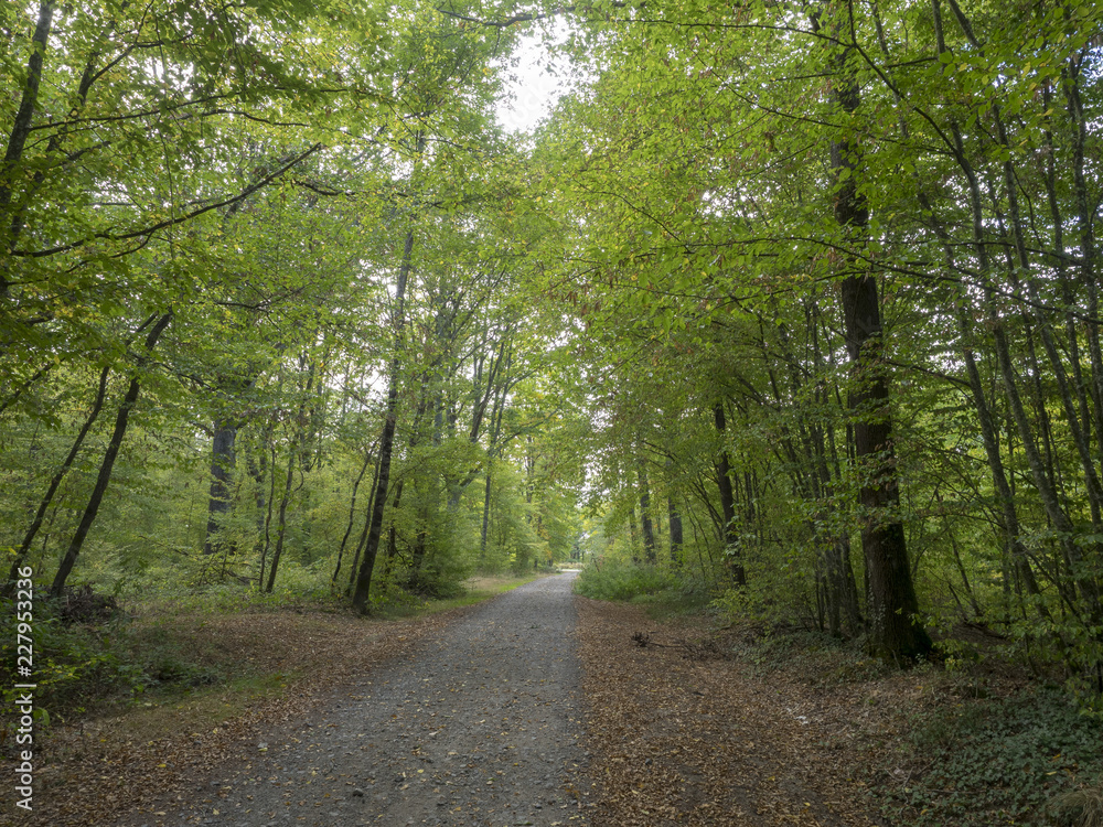 La forêt de Montpensier, site naturel de Serbannes dans l'Allier ...