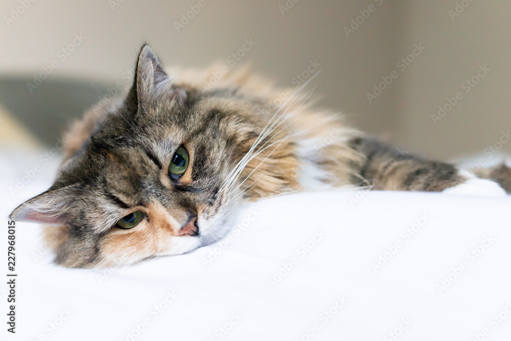 Closeup portrait of cute sad calico maine coon cat face lying on bed in ...