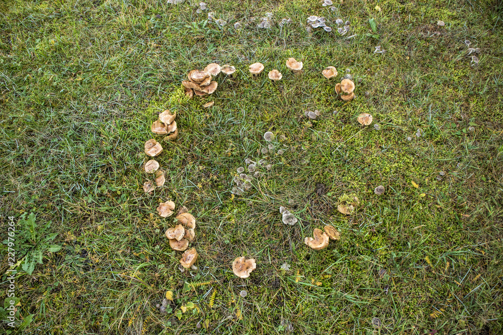 A fairy ring, also known as fairy circle, elf circle, elf ring or pixie ...