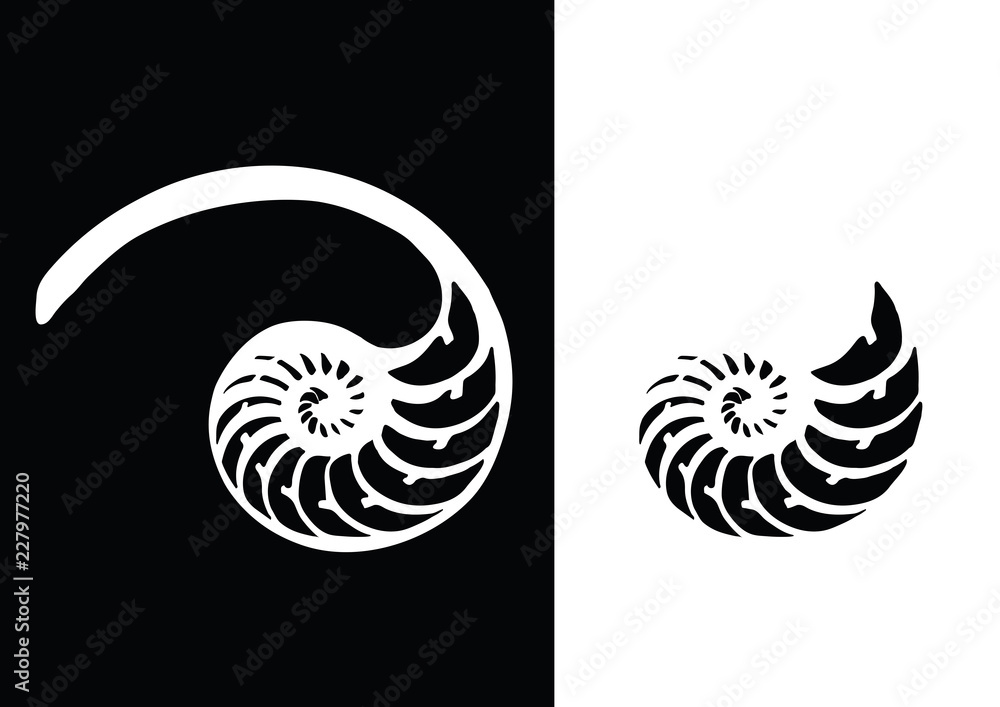 Nautilus Shell Vector