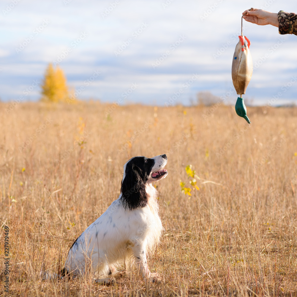 The training of thoroughbred hunting dog in outdoors. The female ...