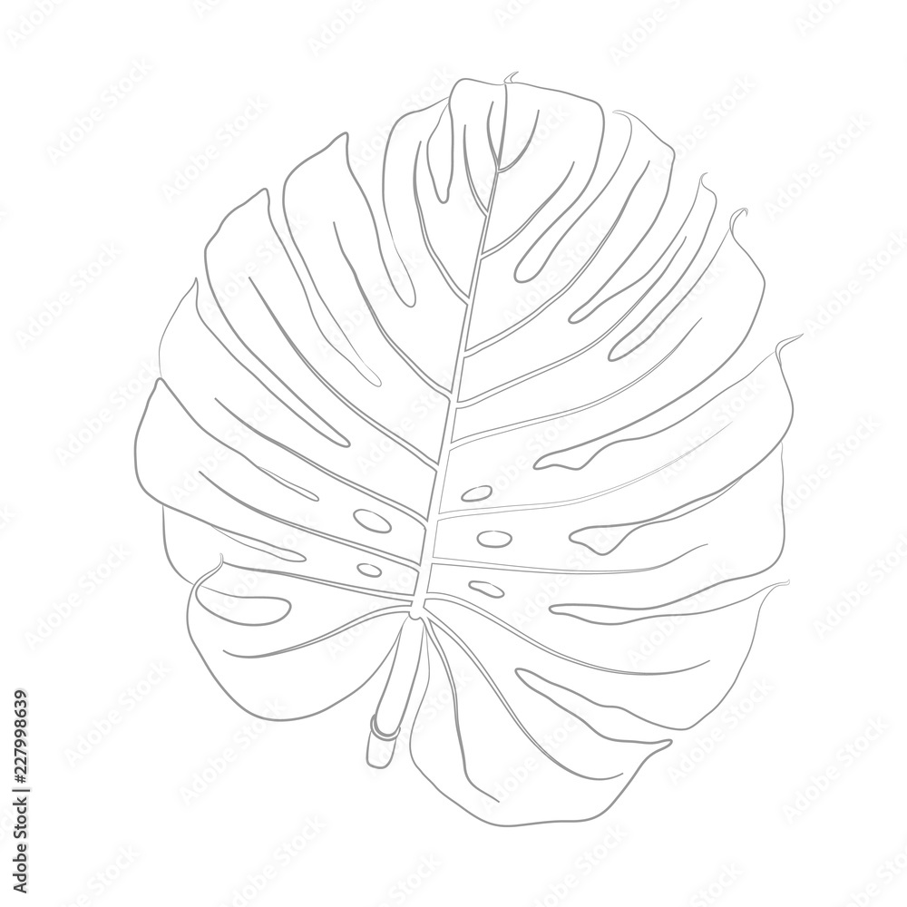 Vector Contour Illustration of Monstera. Outline Drawing for Coloring ...