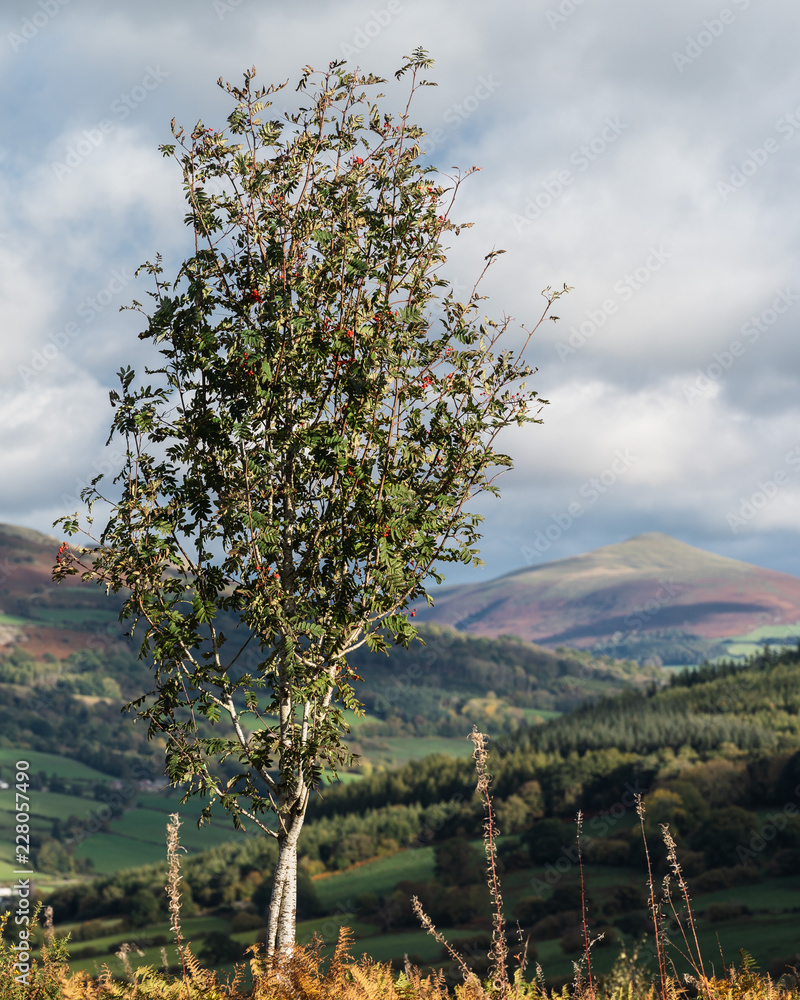 Mountain Ash tree in front of Sugarloaf hill in Brecon Beacons National ...
