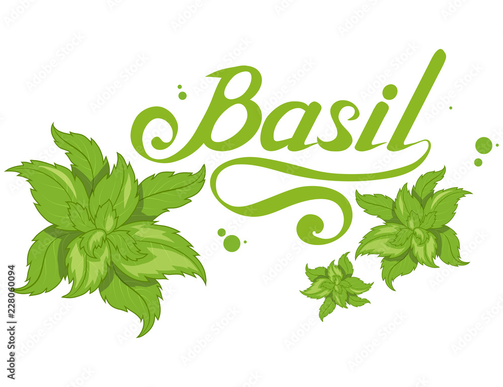 hand drawn basil leaves, spicy ingredient, green basil logo, healthy ...