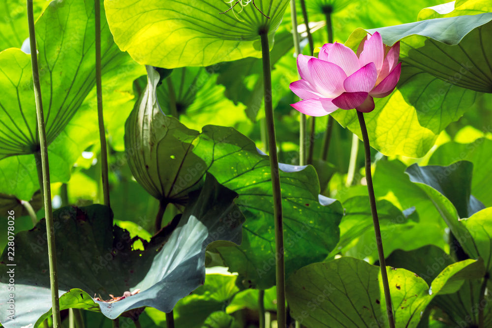 Lotus Flower.The back is the lotus leaf.Shooting location is Yokohama ...
