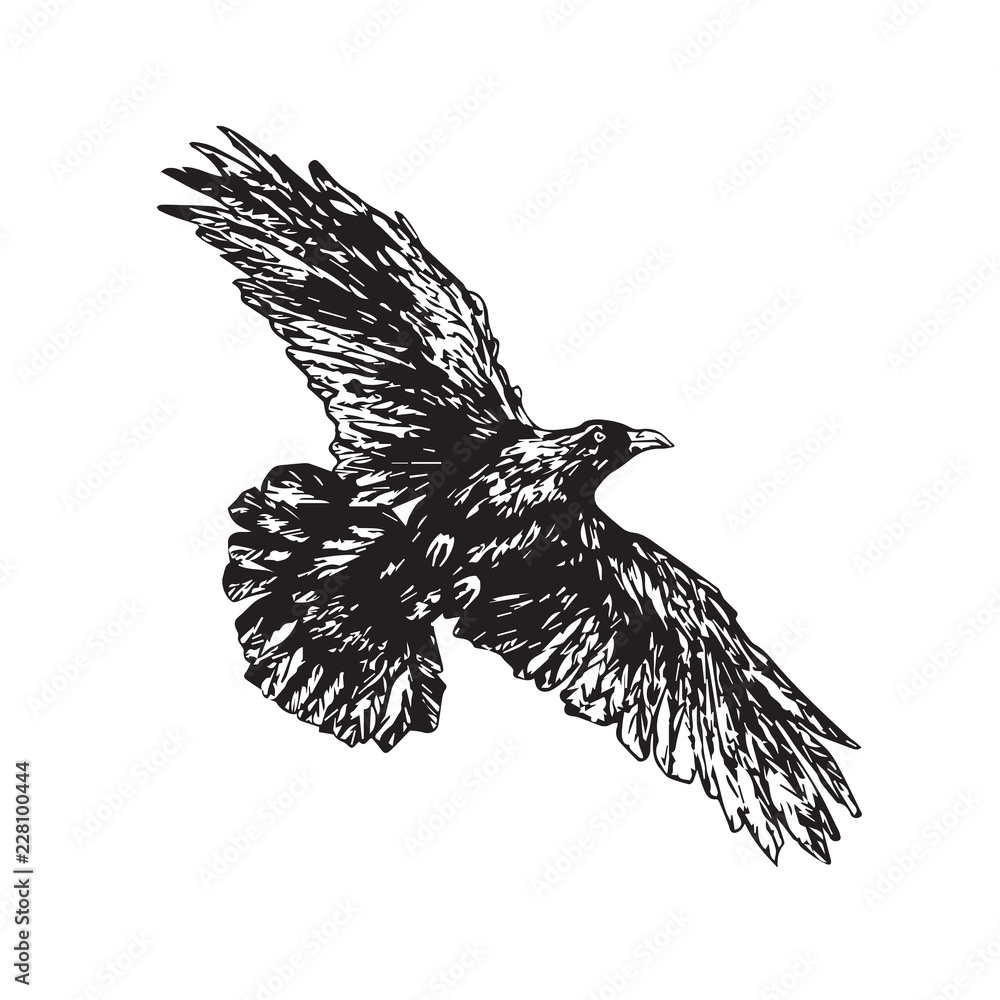 Crow flying, hand drawn doodle, sketch outline, vector illustration ...
