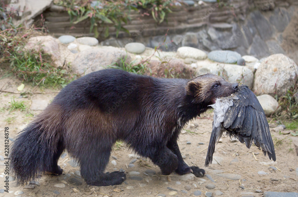 Wolverine caught the bird. Wolverine is the largest representative of ...