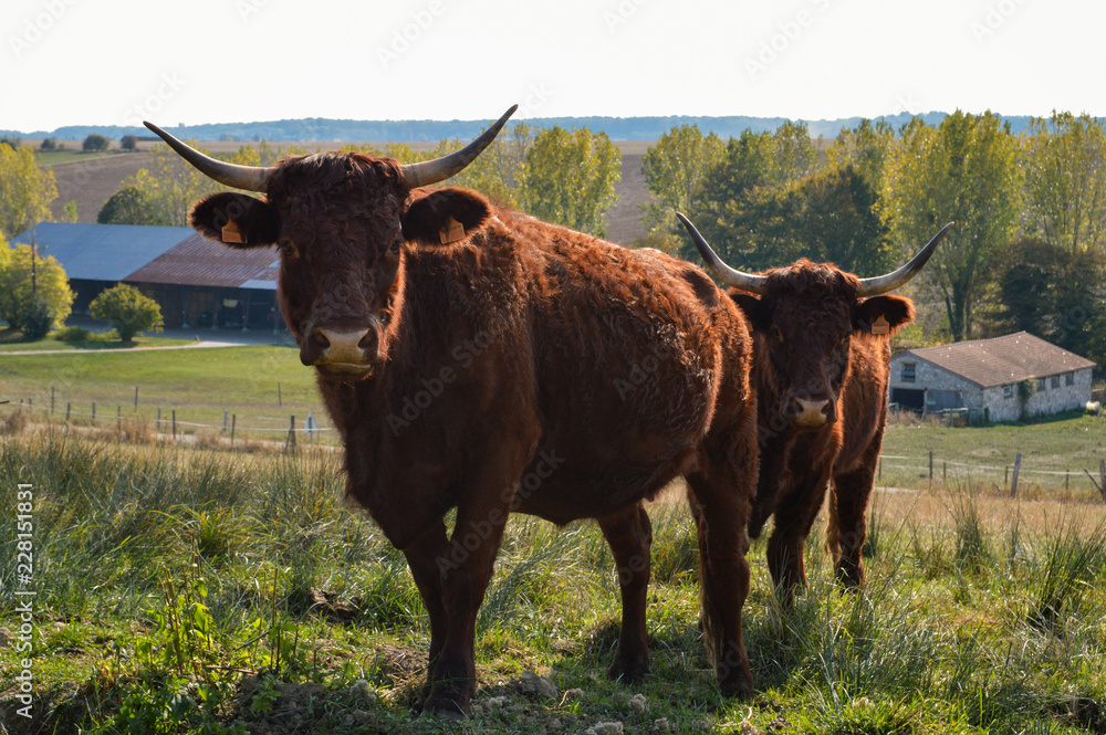 Herd of mountain cow of Salers breed Stock Photo | Adobe Stock