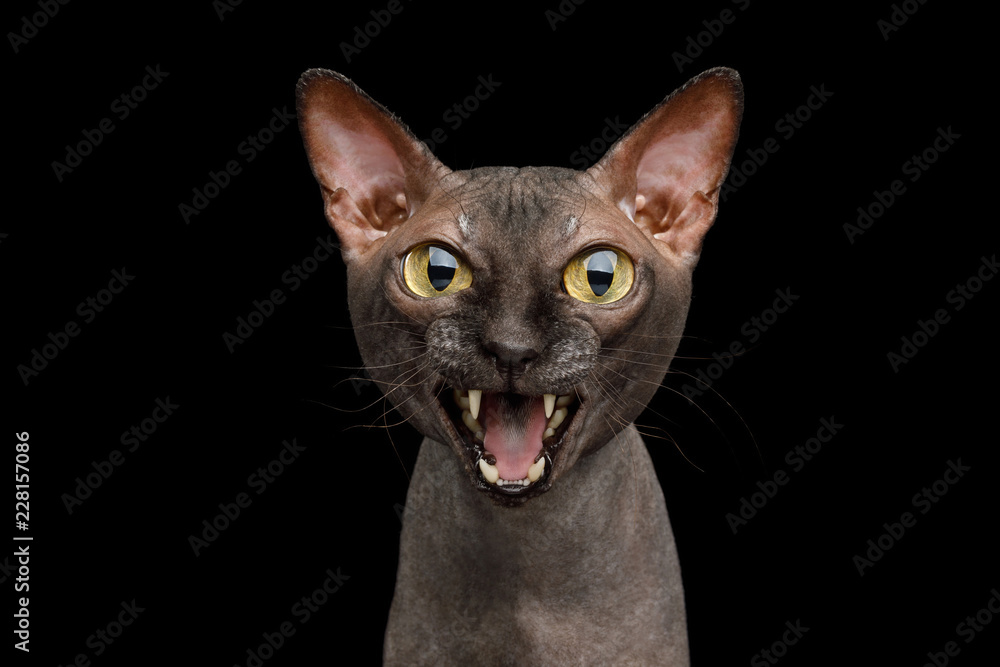 Angry Hairless Cat