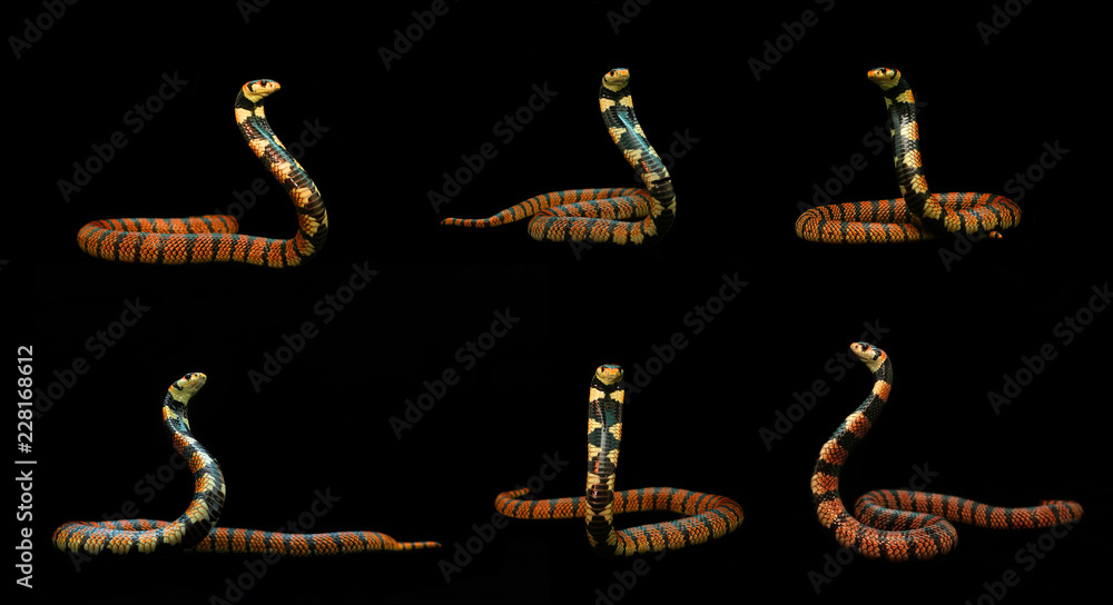 Namibian Coral Cobra