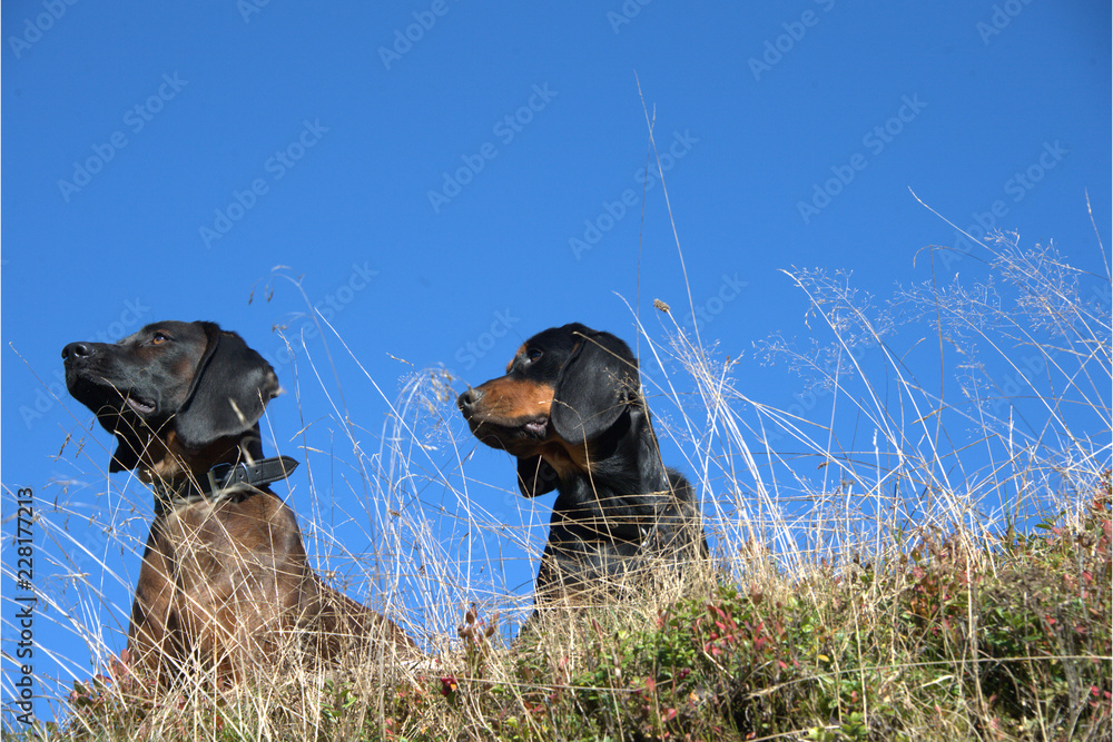 Jagdhunde Stock-Foto | Adobe Stock