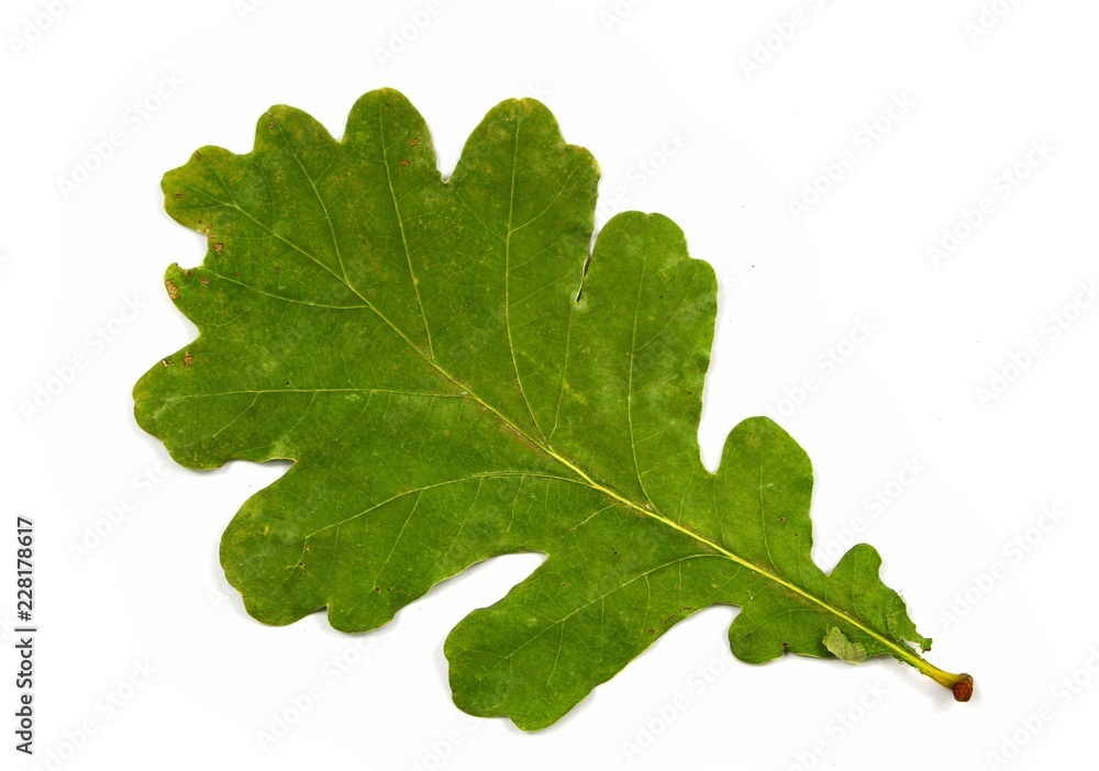 grünes gefallenes blatt eichenbaum isoliert und nahaufnahme eiche Stock ...