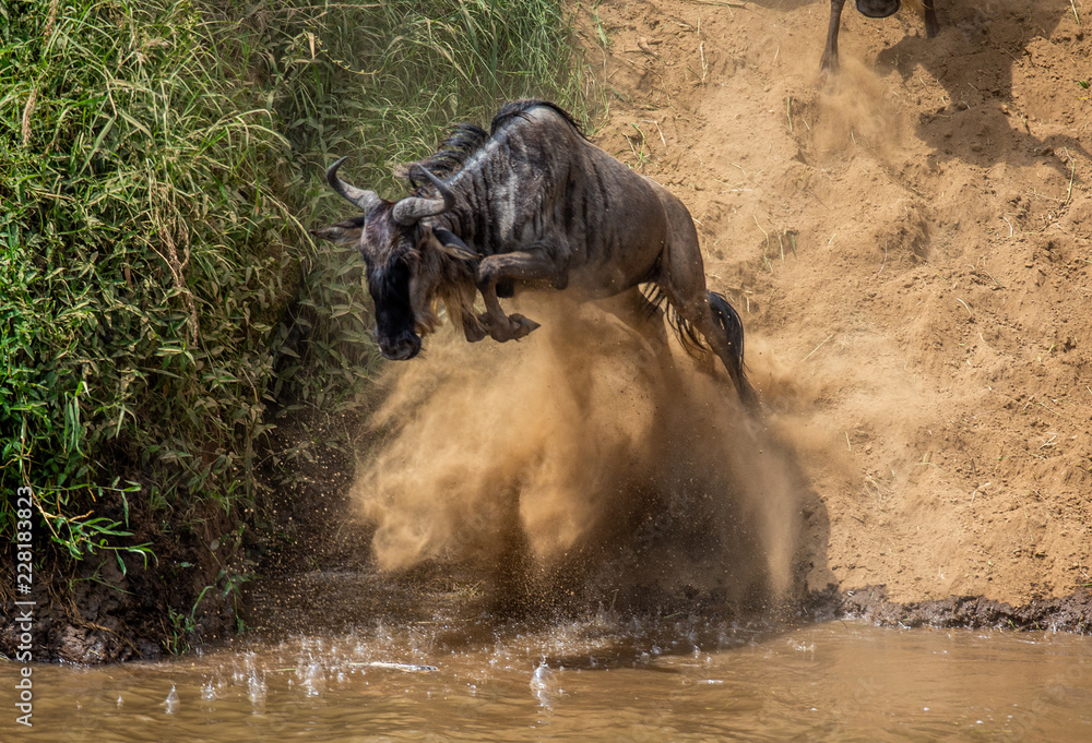 Wildebeest Jumping