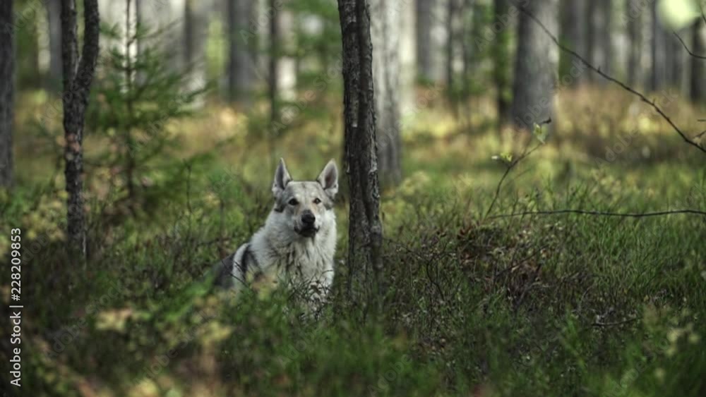 Wolf sitting and running in a forest with blurry background and trees ...