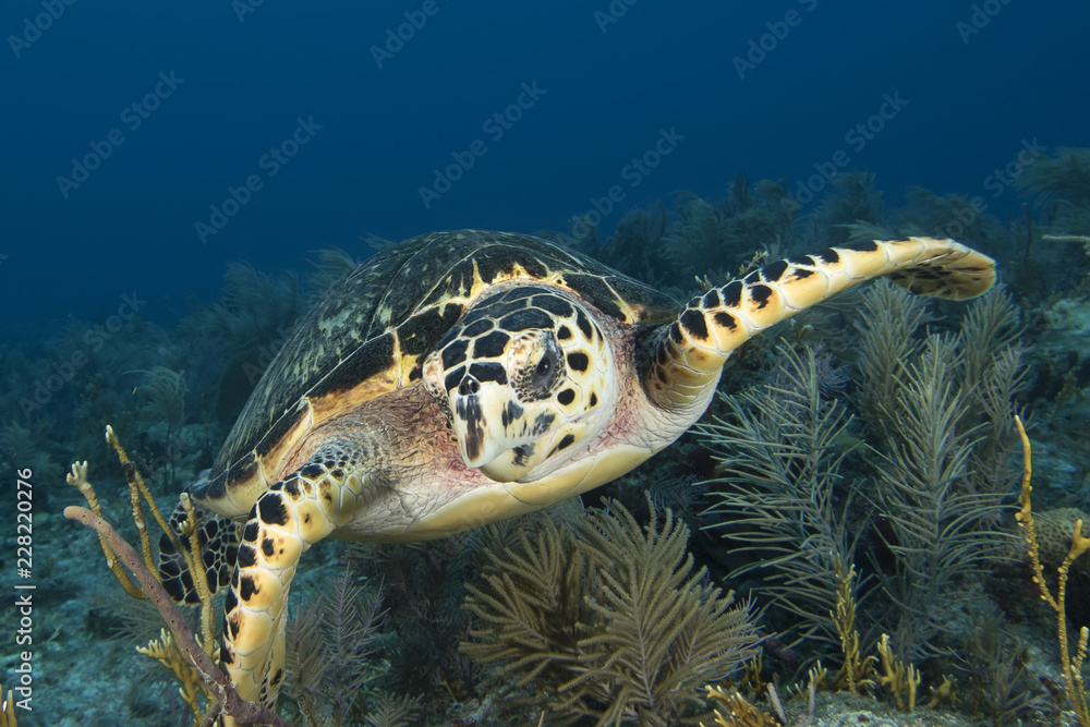 Underwater sea turtle, Key Largo, Florida Stock Photo | Adobe Stock