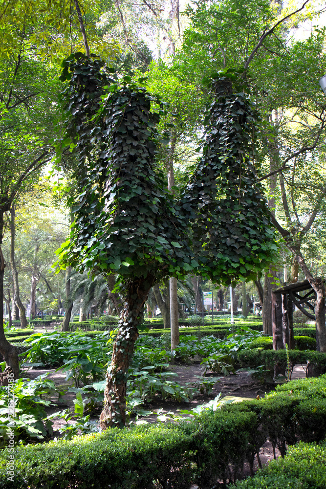 Tree Covered in Vines and Lush Greenery in Parque Mexico in Mexico City ...