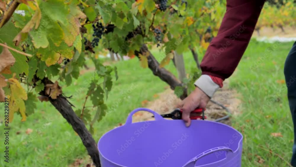 Grape picker drops grapes into a bucket during a harvest at a winery ...