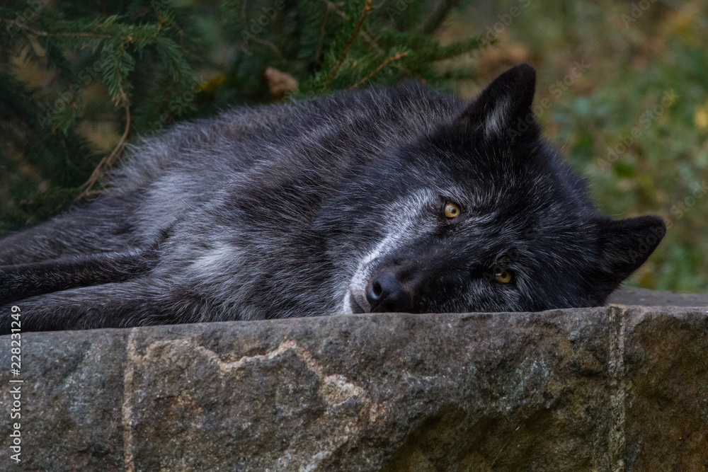 Black Wolf Lying Down
