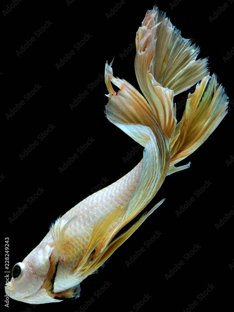 Gold Betta Siamese fighting fish. Fins and tail like long skirts, half ...