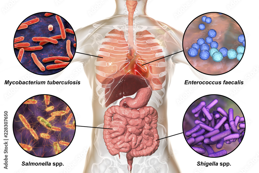 Human pathogenic microbes, bacteria causing respiratory and enteric ...