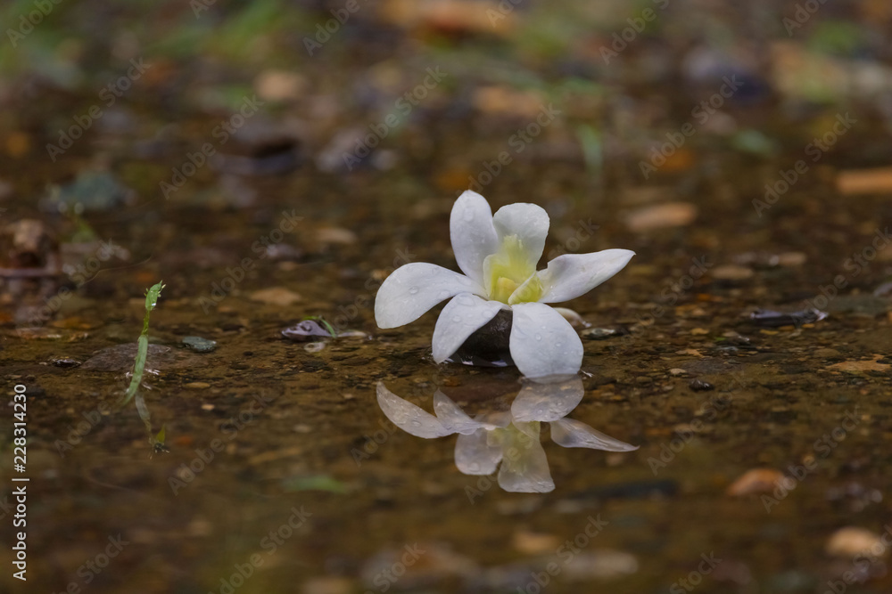 Orchid blossom in puddle after heavy tropical rain in rainy season ...