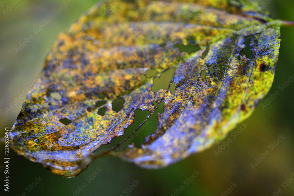 feuille malade Stock Photo | Adobe Stock