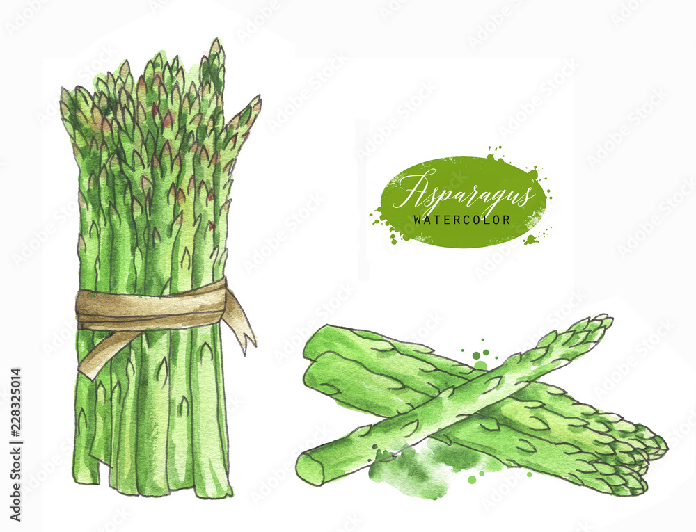 Watercolor and line art fresh green asparagus stems. Isolated eco food ...