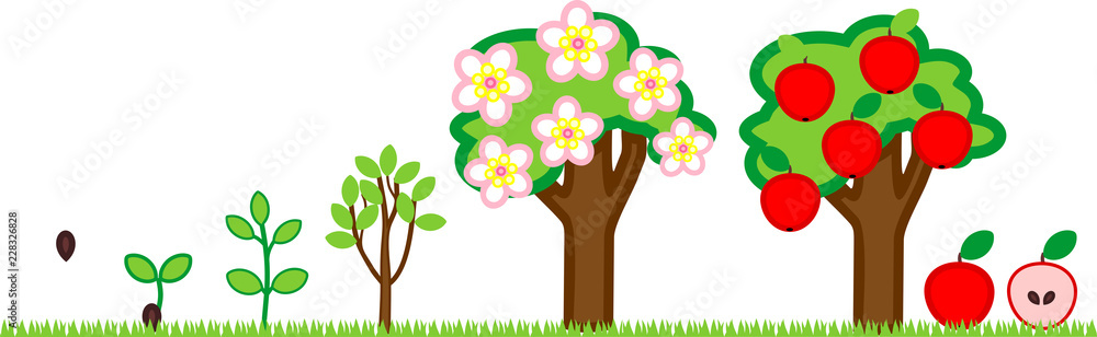 Life cycle of apple tree. Plant growth stage from seed to tree with ...