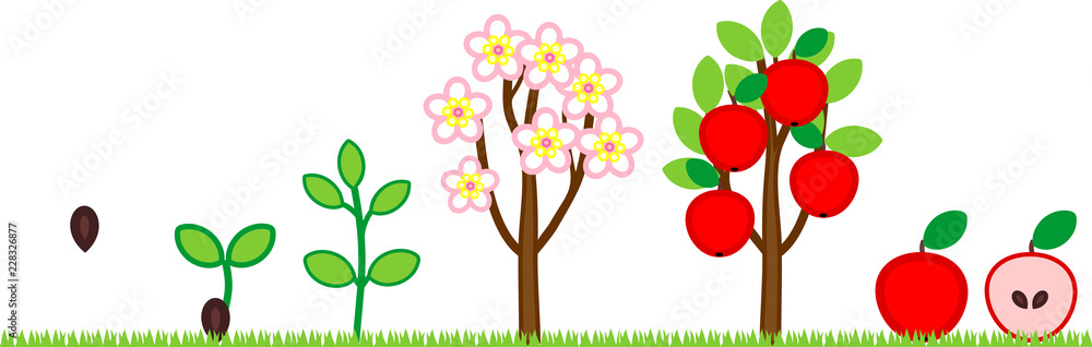 Life cycle of apple tree. Plant growth stage from seed to tree with ...