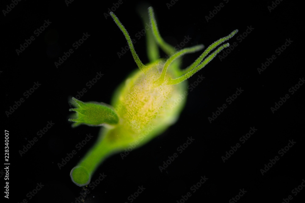 Hydra is a genus of small, fresh-water animals of the phylum Cnidaria ...