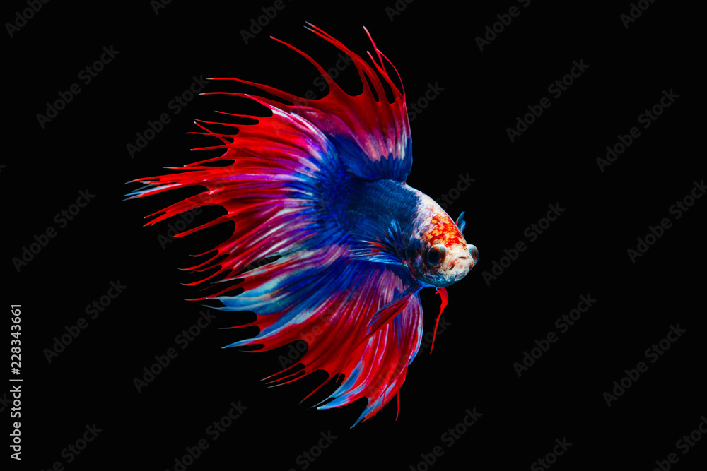 The moving moment beautiful of siamese betta fish or splendens fighting ...
