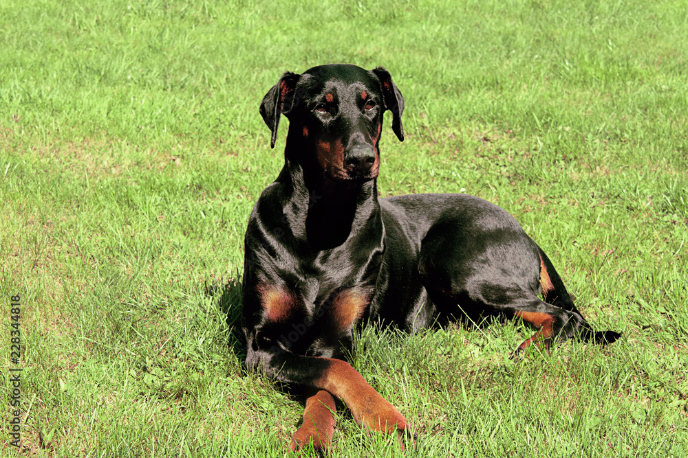 Relaxing Dobermann laying on grass with her paws crossed, looking ...